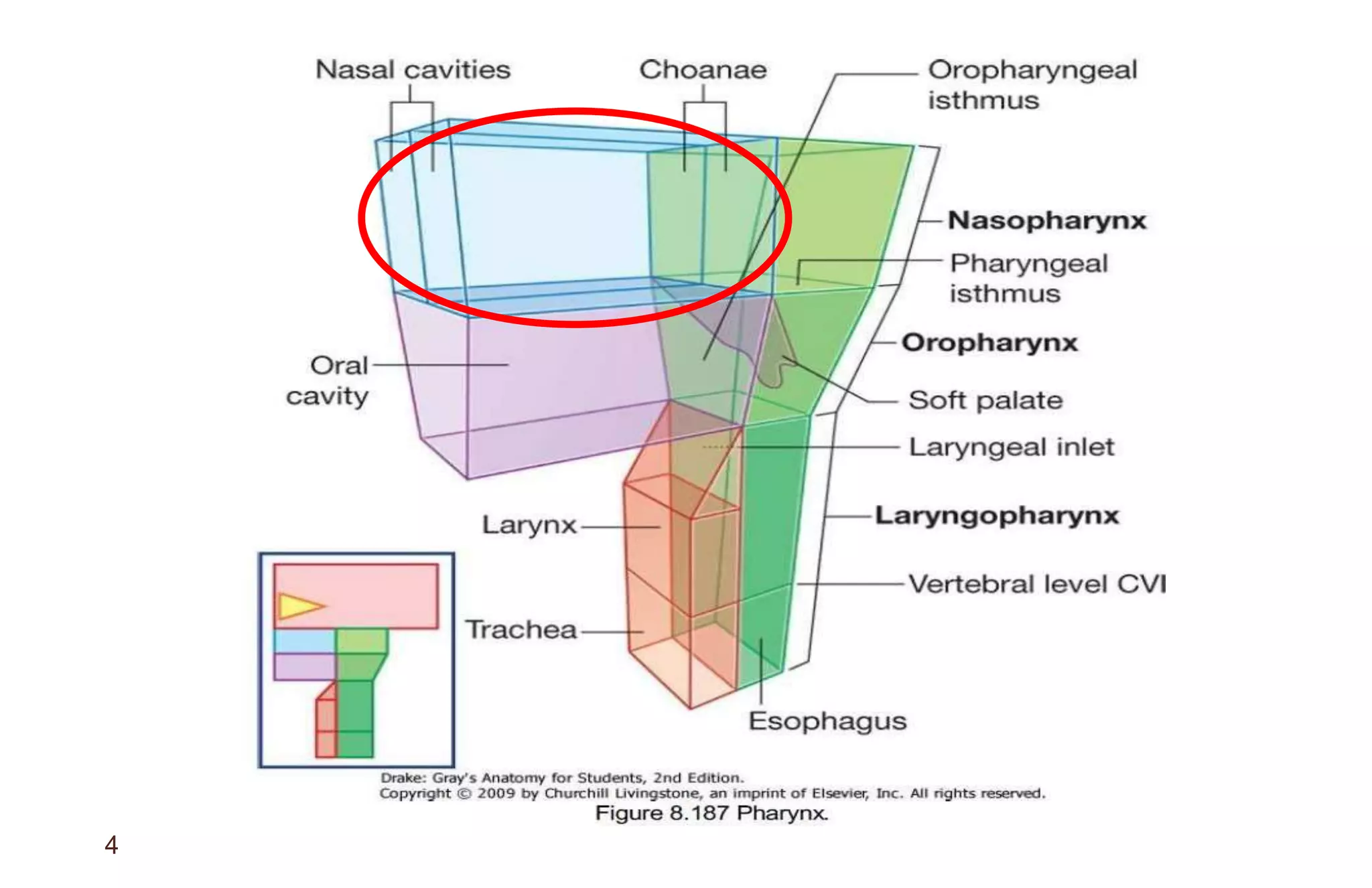 Anatomy of Pharynx | PPTX