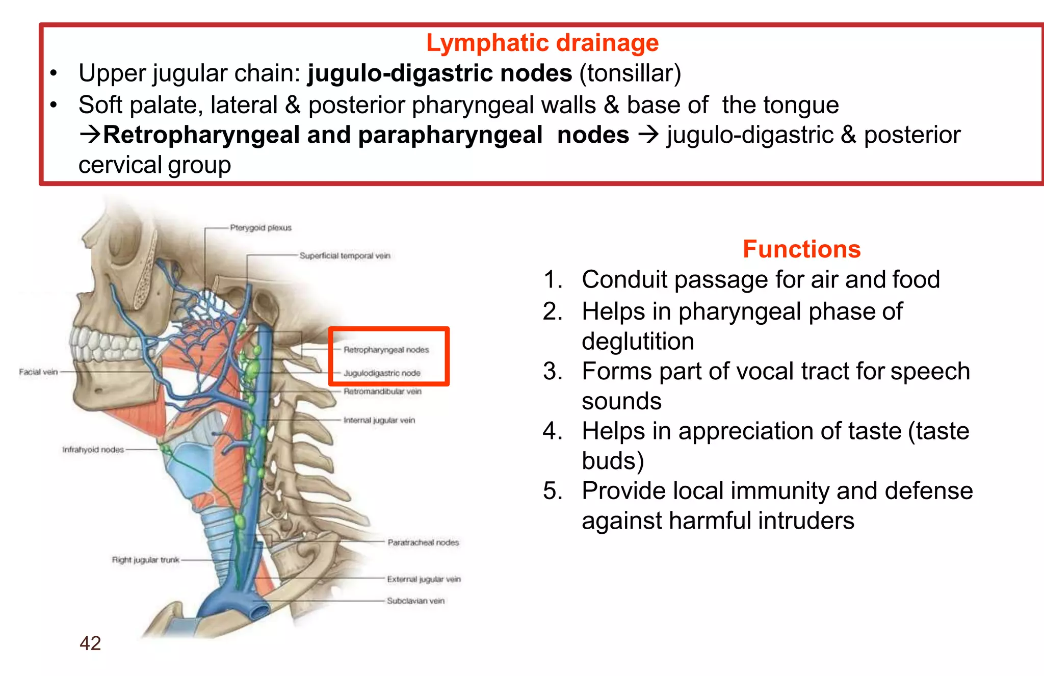 Anatomy of Pharynx | PPTX