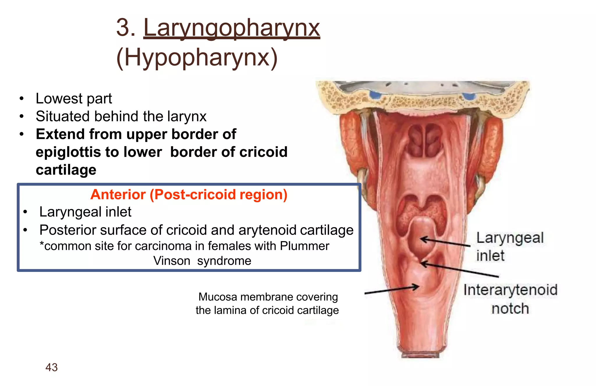 Anatomy of Pharynx | PPTX