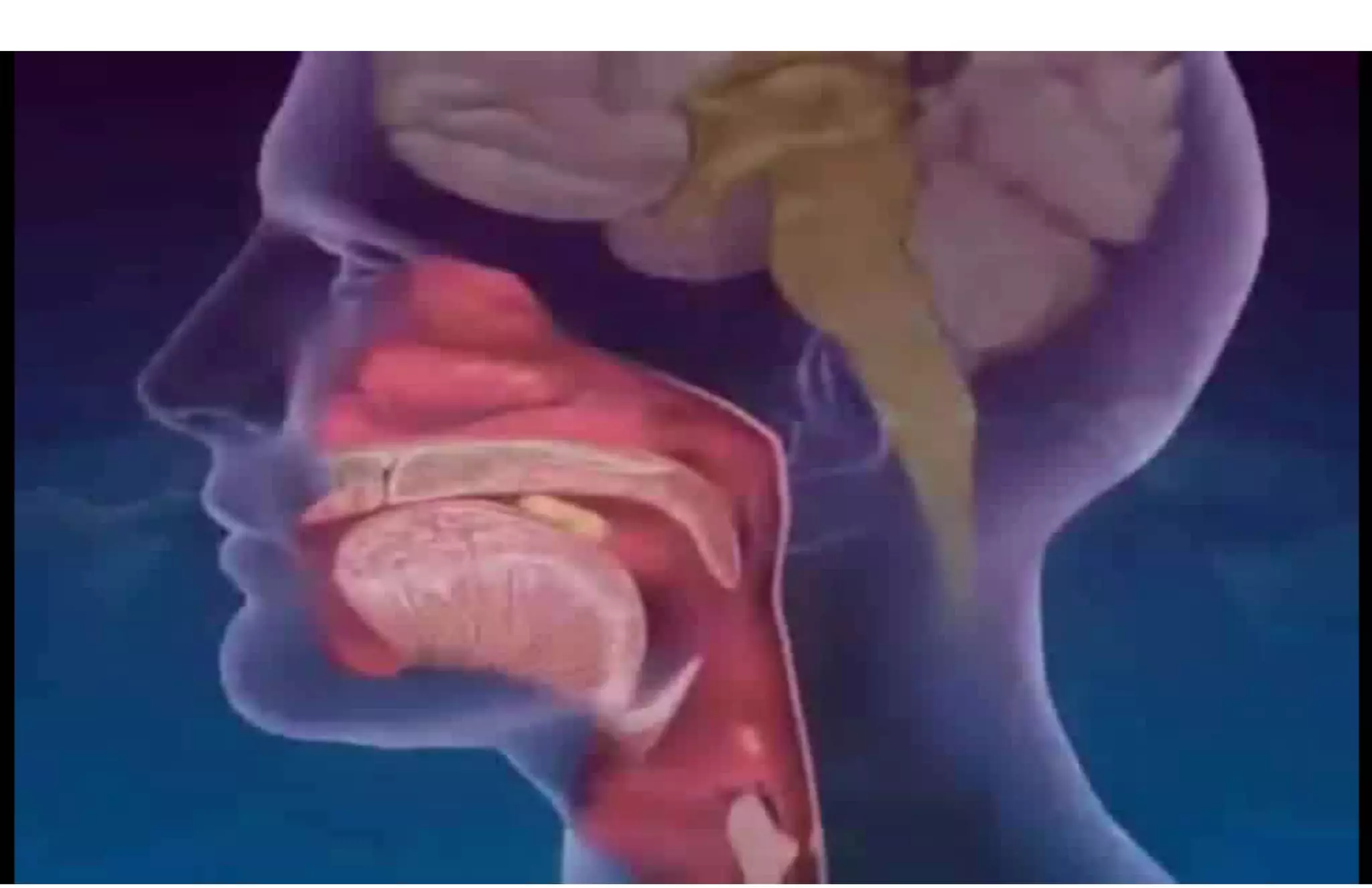 Anatomy of Pharynx | PPTX