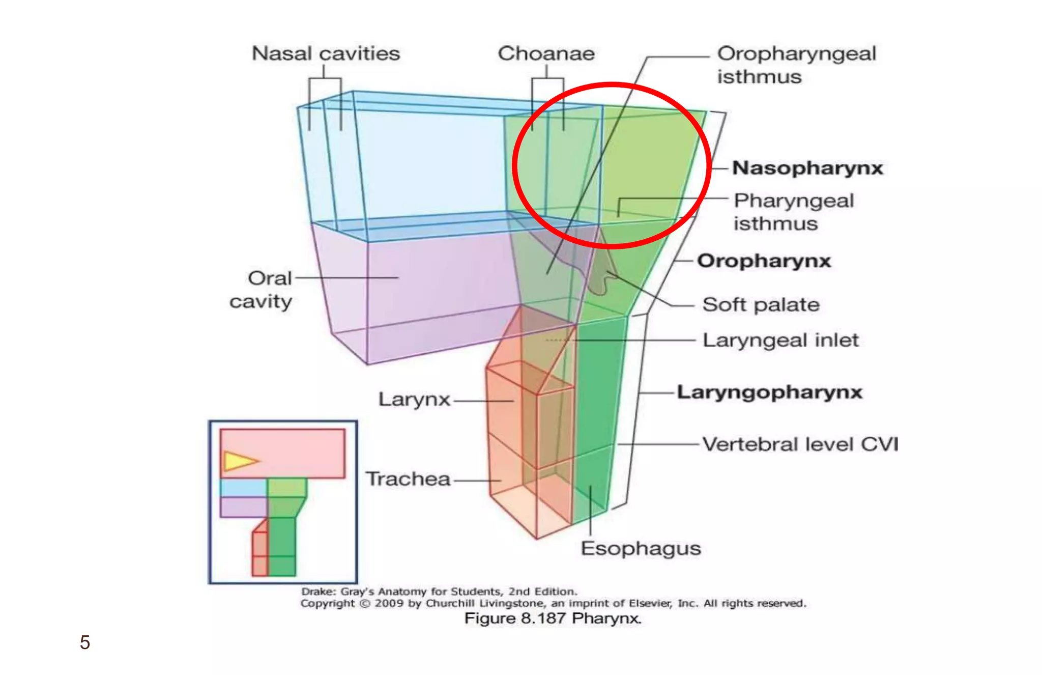 Anatomy of Pharynx | PPTX