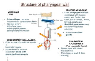 Anatomy of Pharynx | PPTX