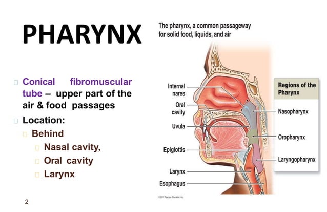 Anatomy of Pharynx | PPT