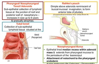 Anatomy of Pharynx | PPTX