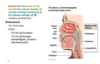 Pharynx Model Labeled