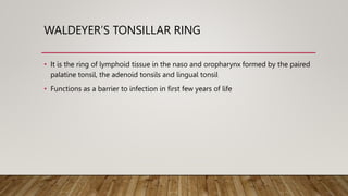 ANATOMY OF PHARYNX.pptx