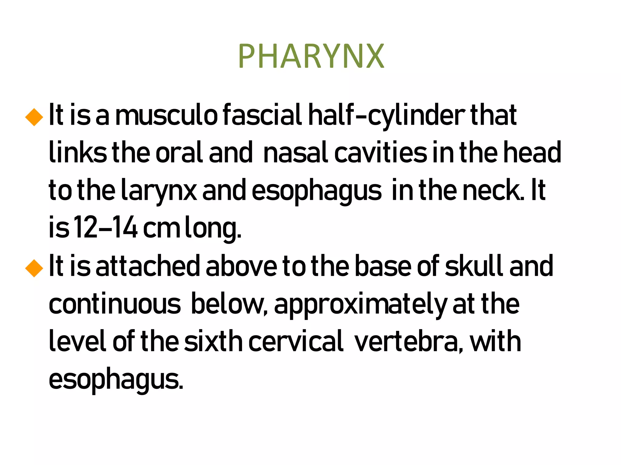 anatomy of pharynx.pptx