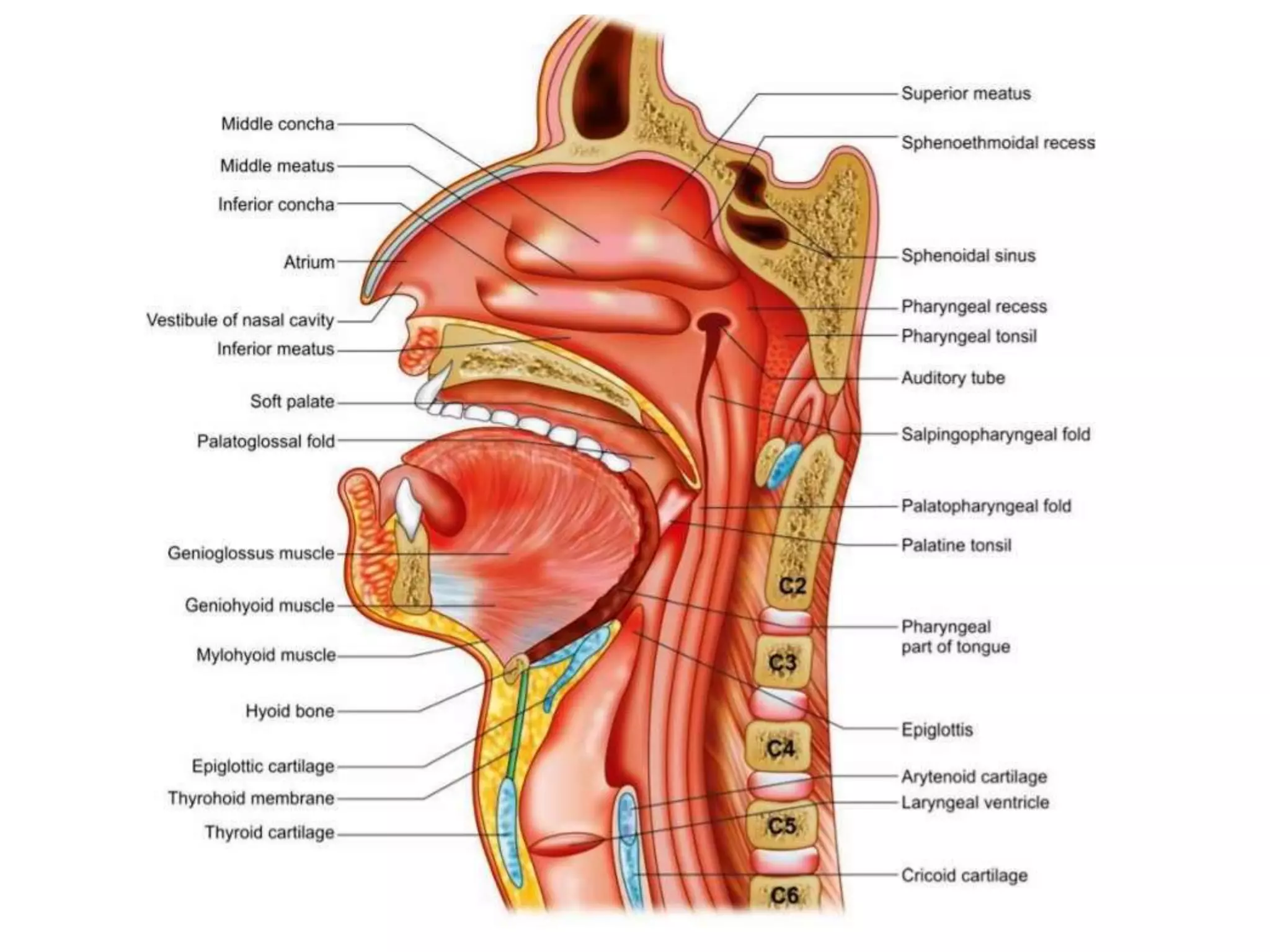 anatomy of pharynx.pptx