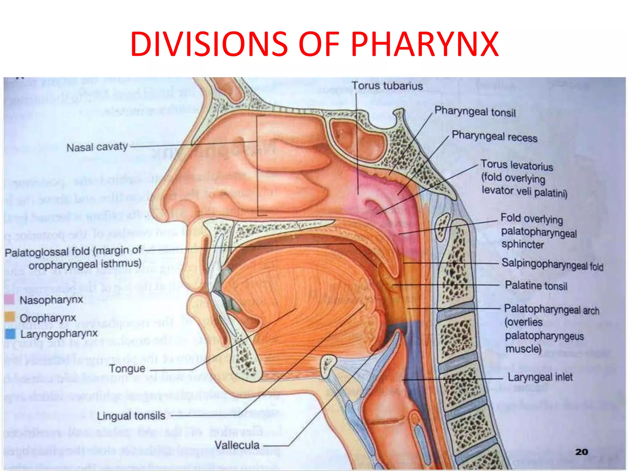 anatomy of pharynx.pptx