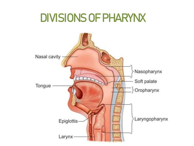 anatomy of pharynx.pptx