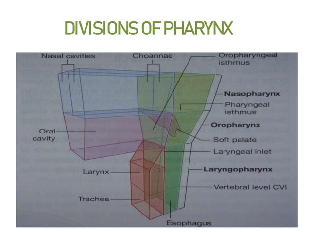 anatomy of pharynx.pptx