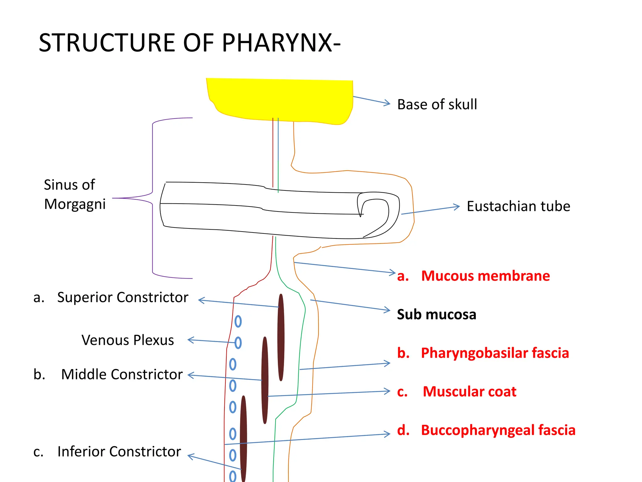 anatomy of pharynx of the head and neck of the parts | PPT