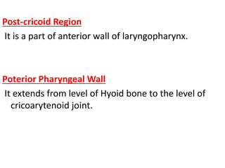 anatomy of pharynx of the head and neck of the parts | PPT