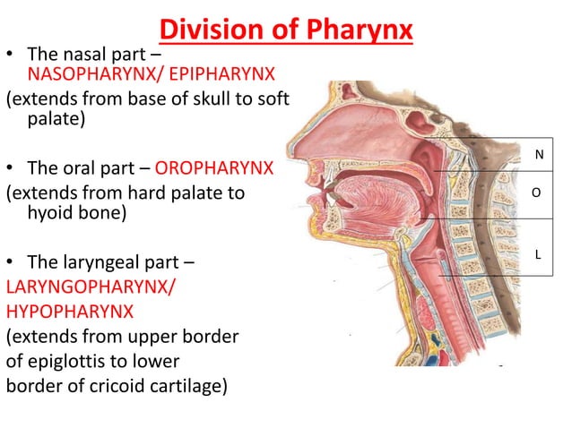 anatomy of pharynx of the head and neck of the parts | PPT