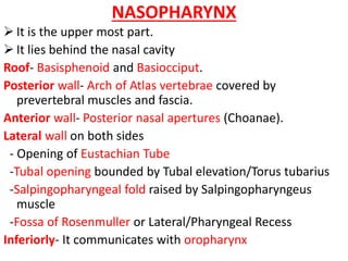 anatomy of pharynx of the head and neck of the parts | PPTX