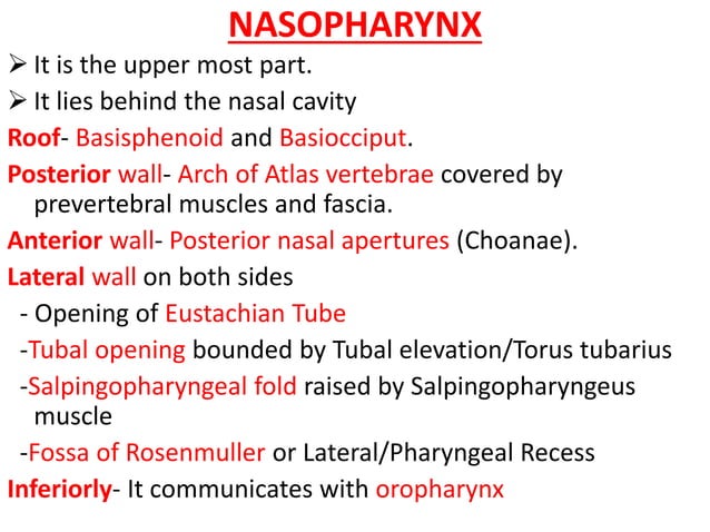 anatomy of pharynx of the head and neck of the parts | PPT