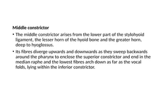 THE ANATOMY OF PHARYNX PRESENTATION.pptx