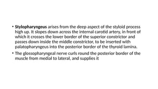 THE ANATOMY OF PHARYNX PRESENTATION.pptx