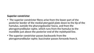 THE ANATOMY OF PHARYNX PRESENTATION.pptx