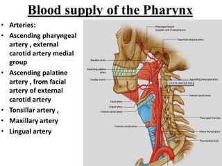 ANATOMY OF PHARYNX pptx presentation ppt | PPT