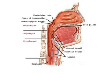 ANATOMY OF PHARYNX pptx presentation ppt | PPT