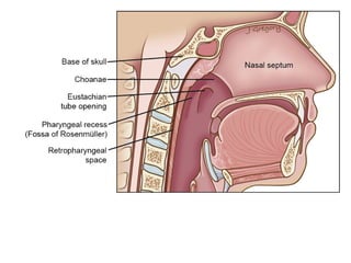 ANATOMY OF PHARYNX pptx presentation ppt | PPT