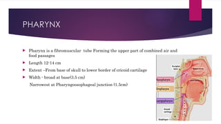 ANATOMY OF PHARYNX game changer for students.pptx