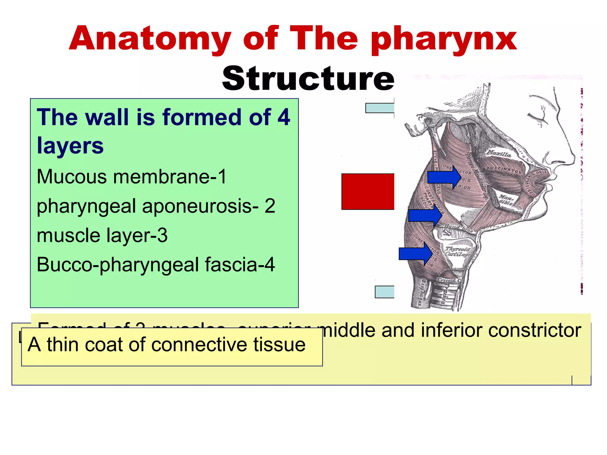 Anatomy of pharynx dr.bakshi - 11.07.16