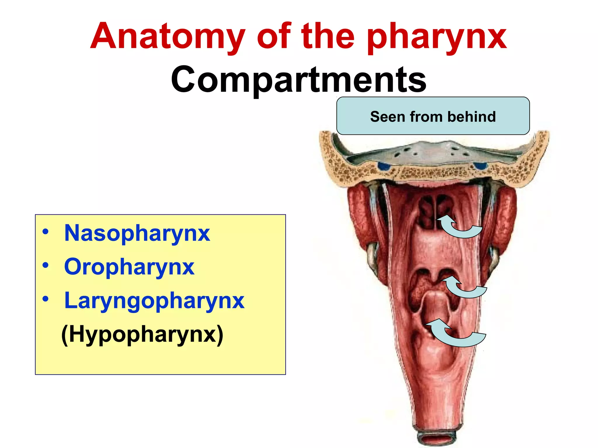 Anatomy of pharynx dr.bakshi - 11.07.16