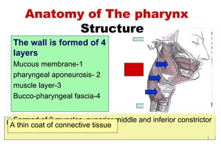 Anatomy of pharynx dr.bakshi - 11.07.16