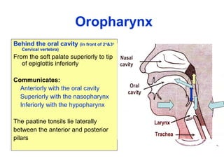 Anatomy of pharynx dr.bakshi - 11.07.16