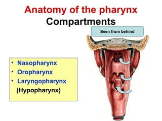 Anatomy of pharynx dr.bakshi - 04.07.16