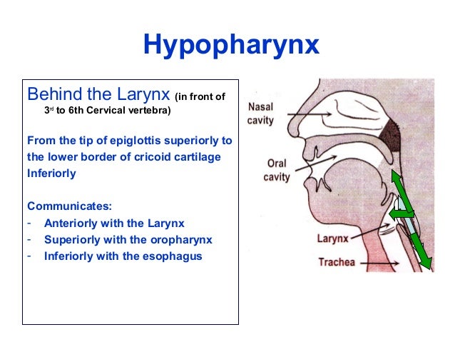 Anatomy of pharynx dr.bakshi - 04.07.16