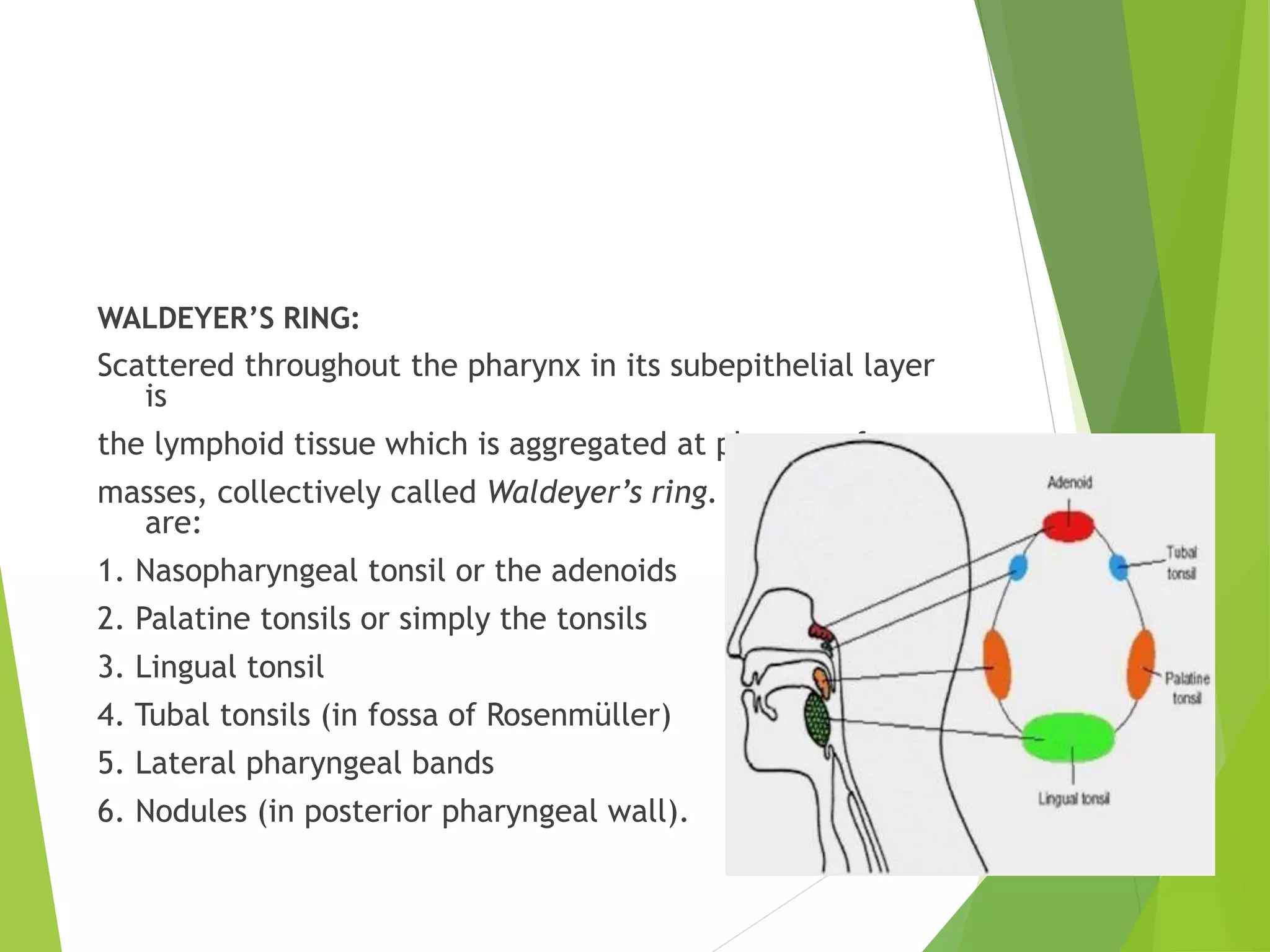 Anatomy of pharynx | PPTX