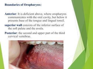 Anatomy of pharynx | PPTX