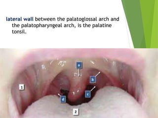Anatomy of pharynx | PPTX