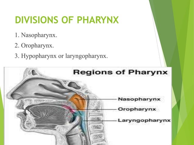 Anatomy of pharynx | PPTX