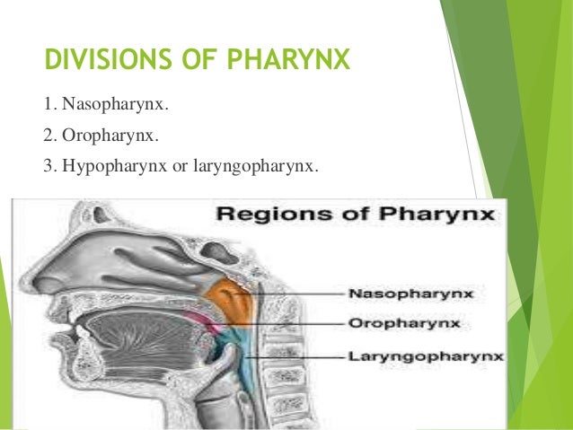 Pharynx Anatomy