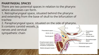Anatomy of Pharynx discussed in detail.pptx