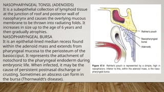 Anatomy of Pharynx discussed in detail.pptx