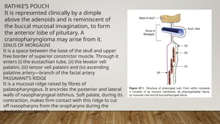 Anatomy of Pharynx discussed in detail.pptx