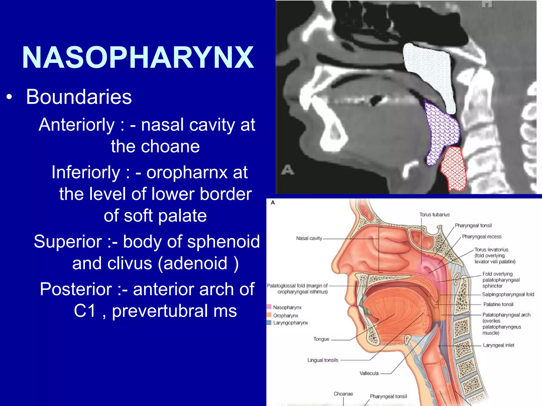 Radiological Anatomy of pharynx and esophagus abdul final | PPT