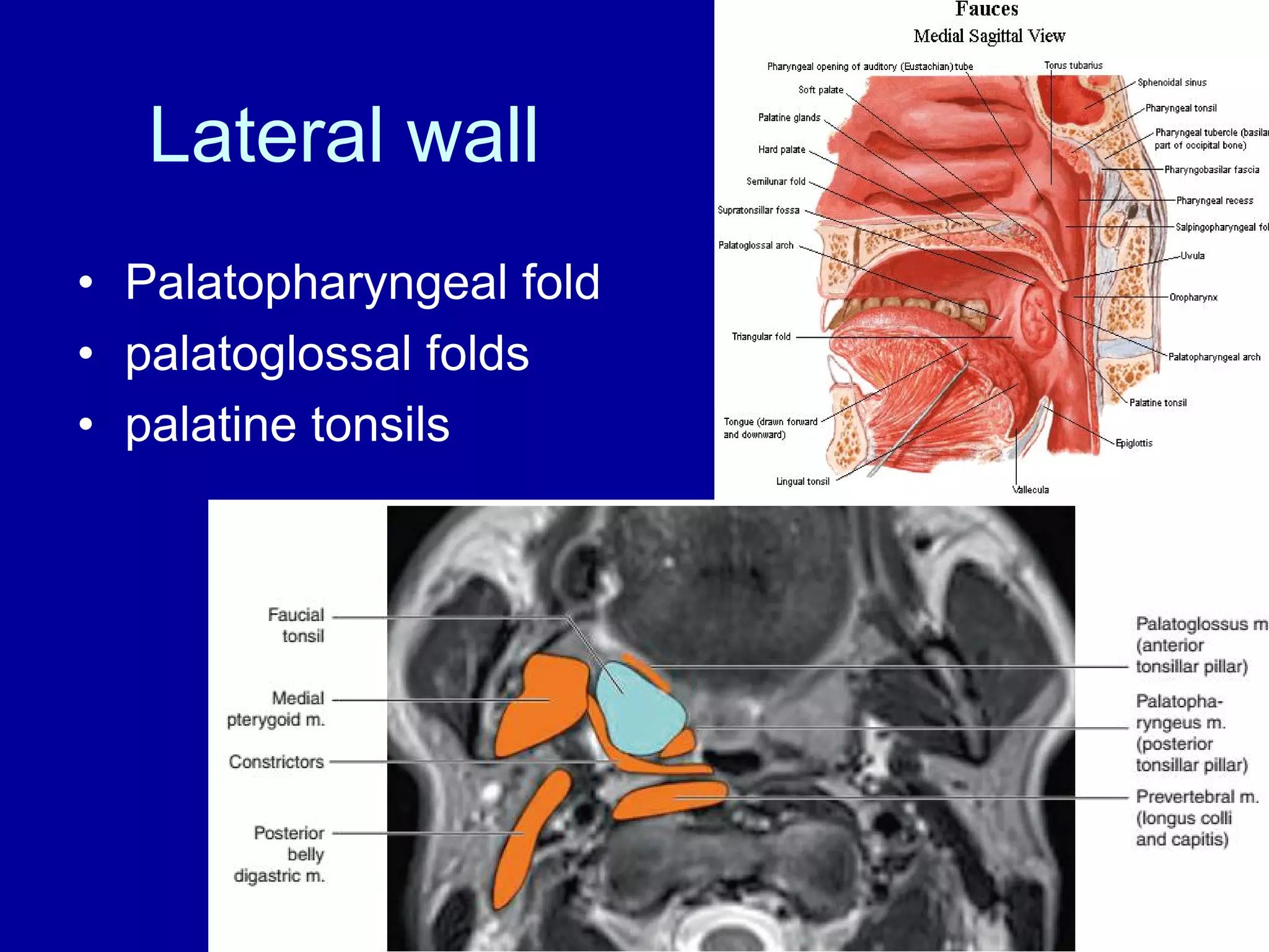 Radiological Anatomy of pharynx and esophagus abdul final | PDF