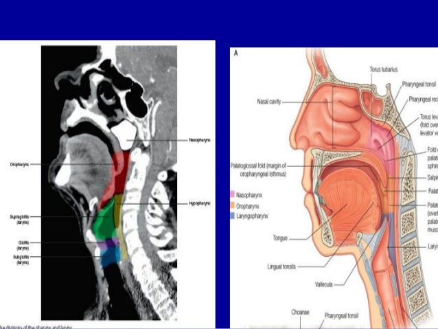 233 The Mouth Pharynx And Esophagus Anatomy And