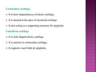 Anatomy of pharynx and larynx | PPT