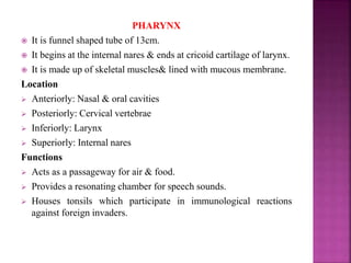 Anatomy of pharynx and larynx | PPT