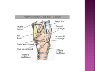 Anatomy of pharynx and larynx | PPTX