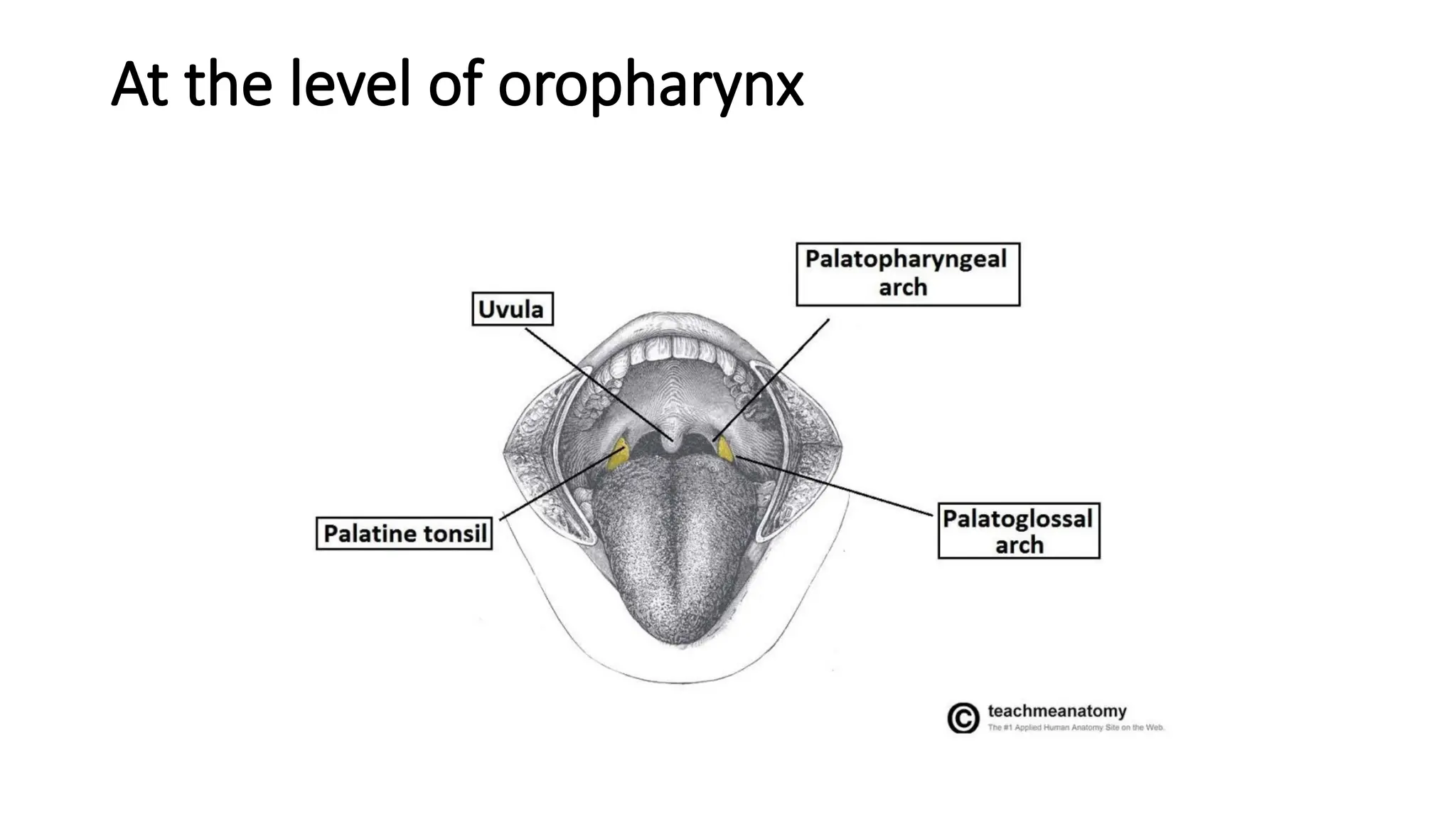 ANATOMY OF PHARYNX AND LARYNX.pptx