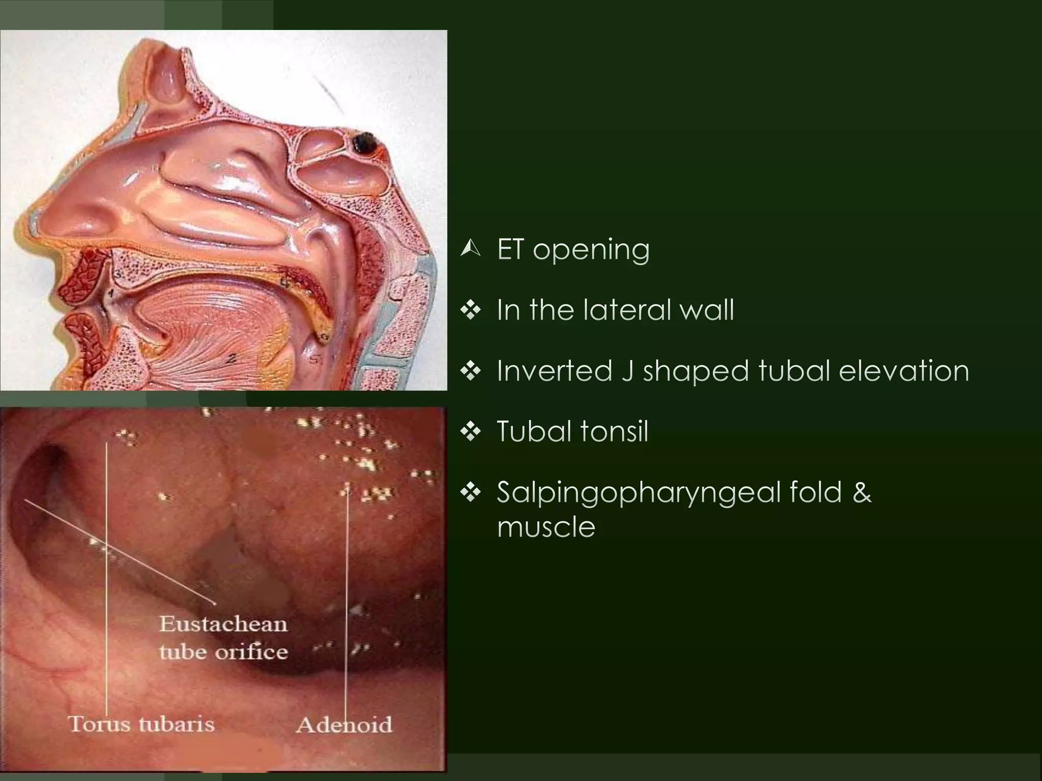 E.N.T.Anatomy of pharynx & neck spaces(dr.muaid) | PPTX