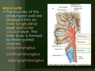 E.N.T.Anatomy of pharynx & neck spaces(dr.muaid) | PPTX